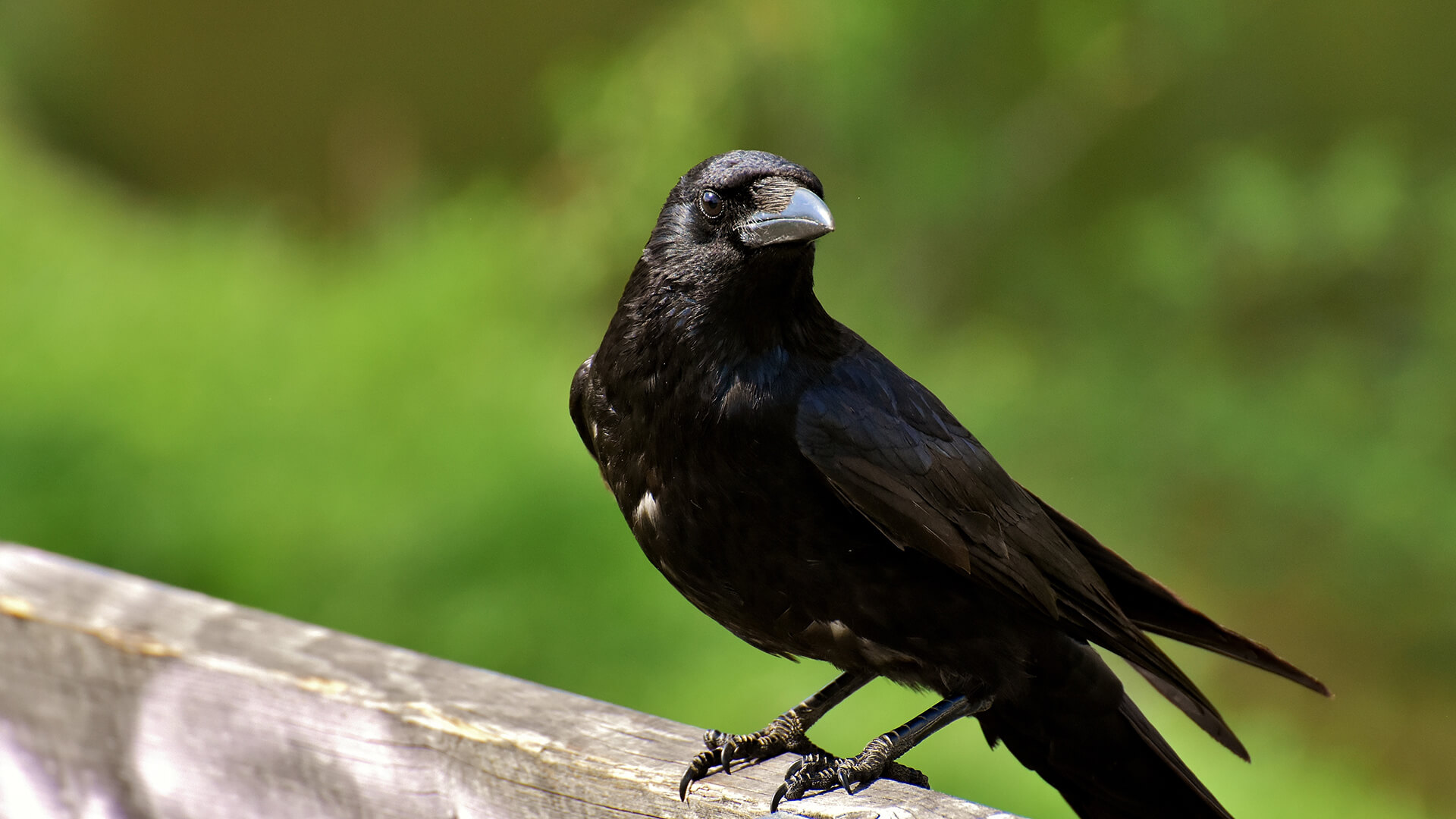 The Raven - St. Paul's Episcopal Church - Cleveland Heights, Ohio
